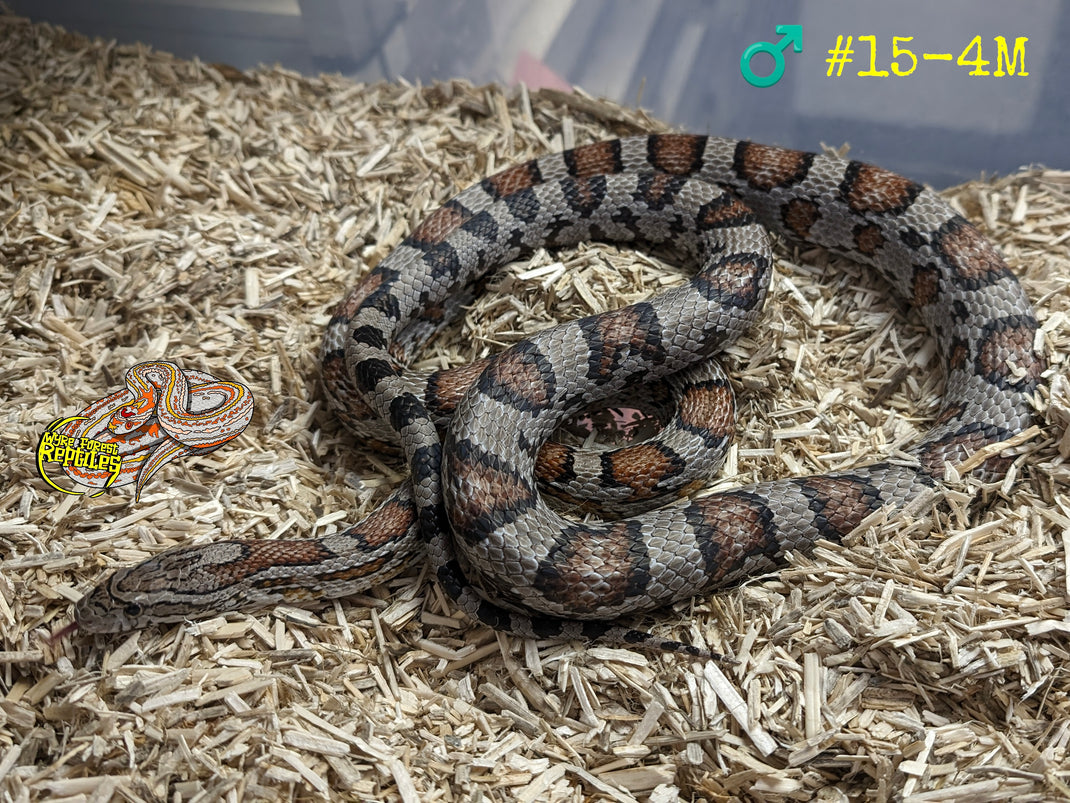 Cornsnakes - Sub Adults & Adults – Wyre Forest Reptiles - Husbandry