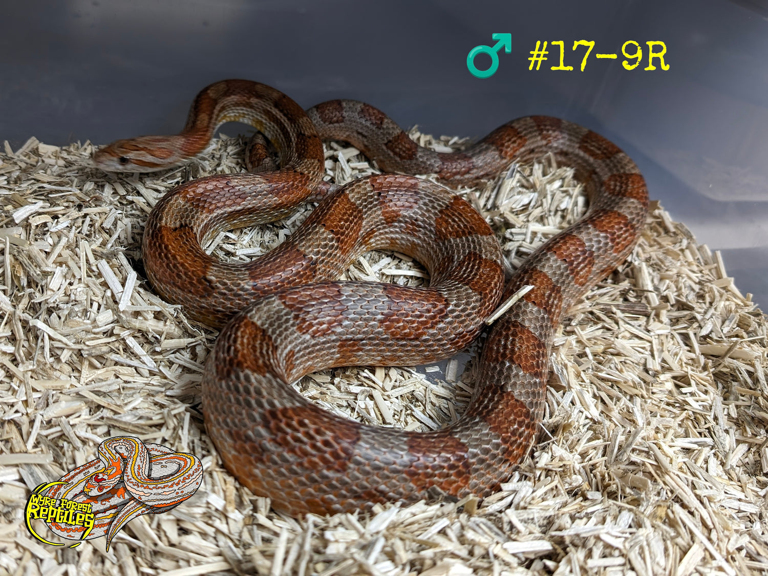 Cornsnakes - Sub Adults & Adults – Wyre Forest Reptiles - Husbandry