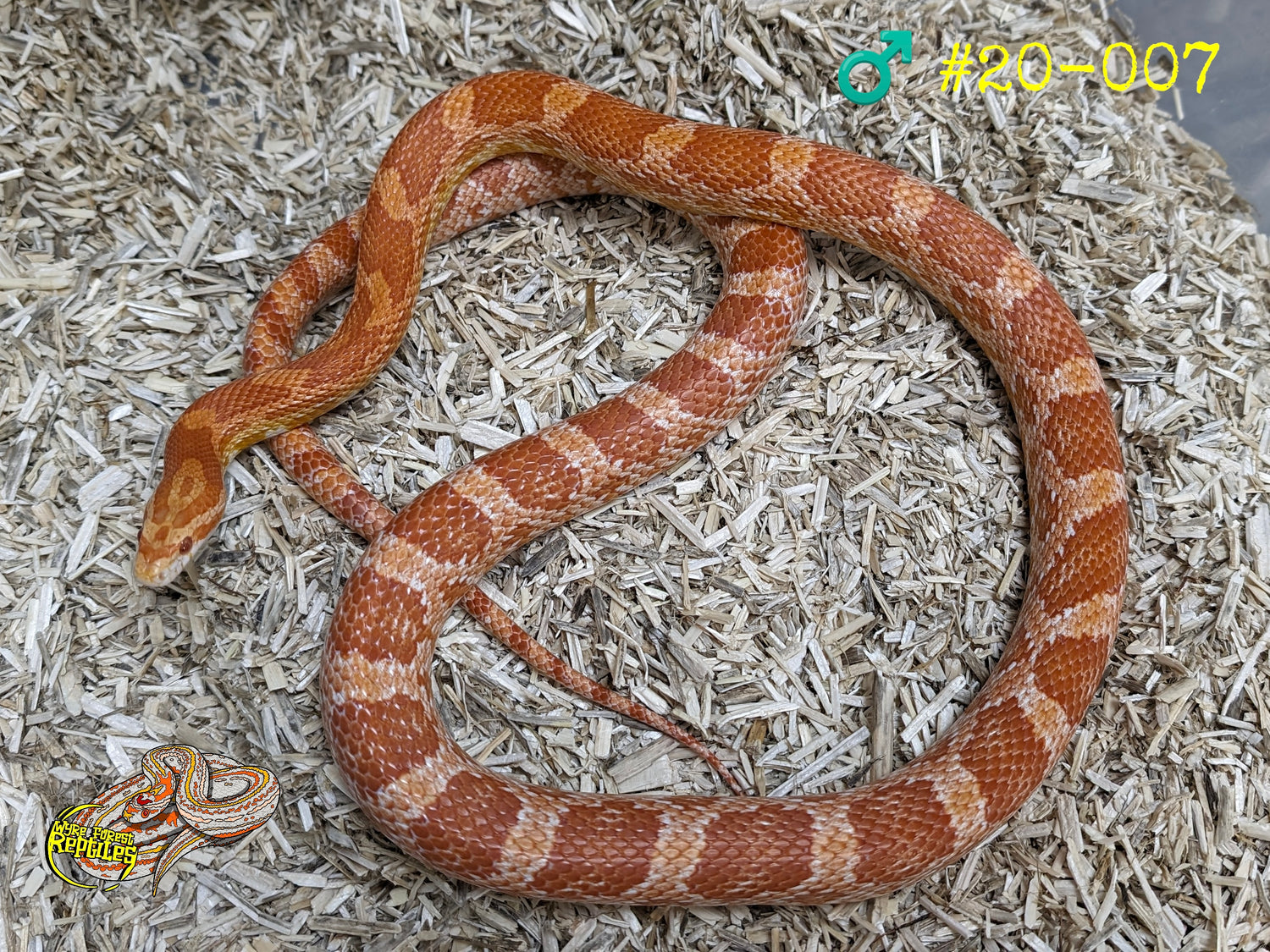 Cornsnakes - Sub Adults & Adults – Wyre Forest Reptiles - Husbandry