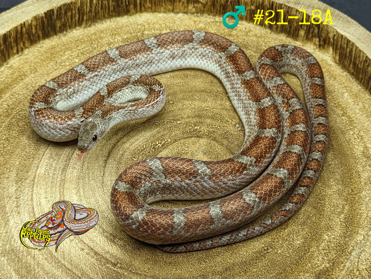 Cornsnakes - Sub Adults & Adults – Wyre Forest Reptiles