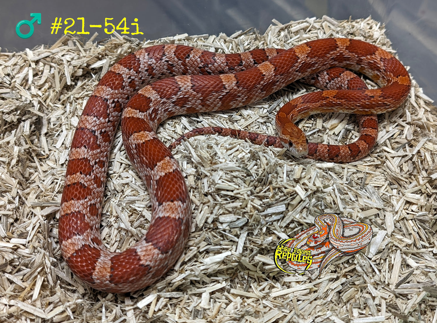 Cornsnakes - Sub Adults & Adults – Wyre Forest Reptiles - Husbandry