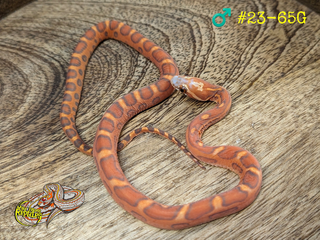Scaleless & 100% Het Scaleless – Wyre Forest Reptiles - Husbandry