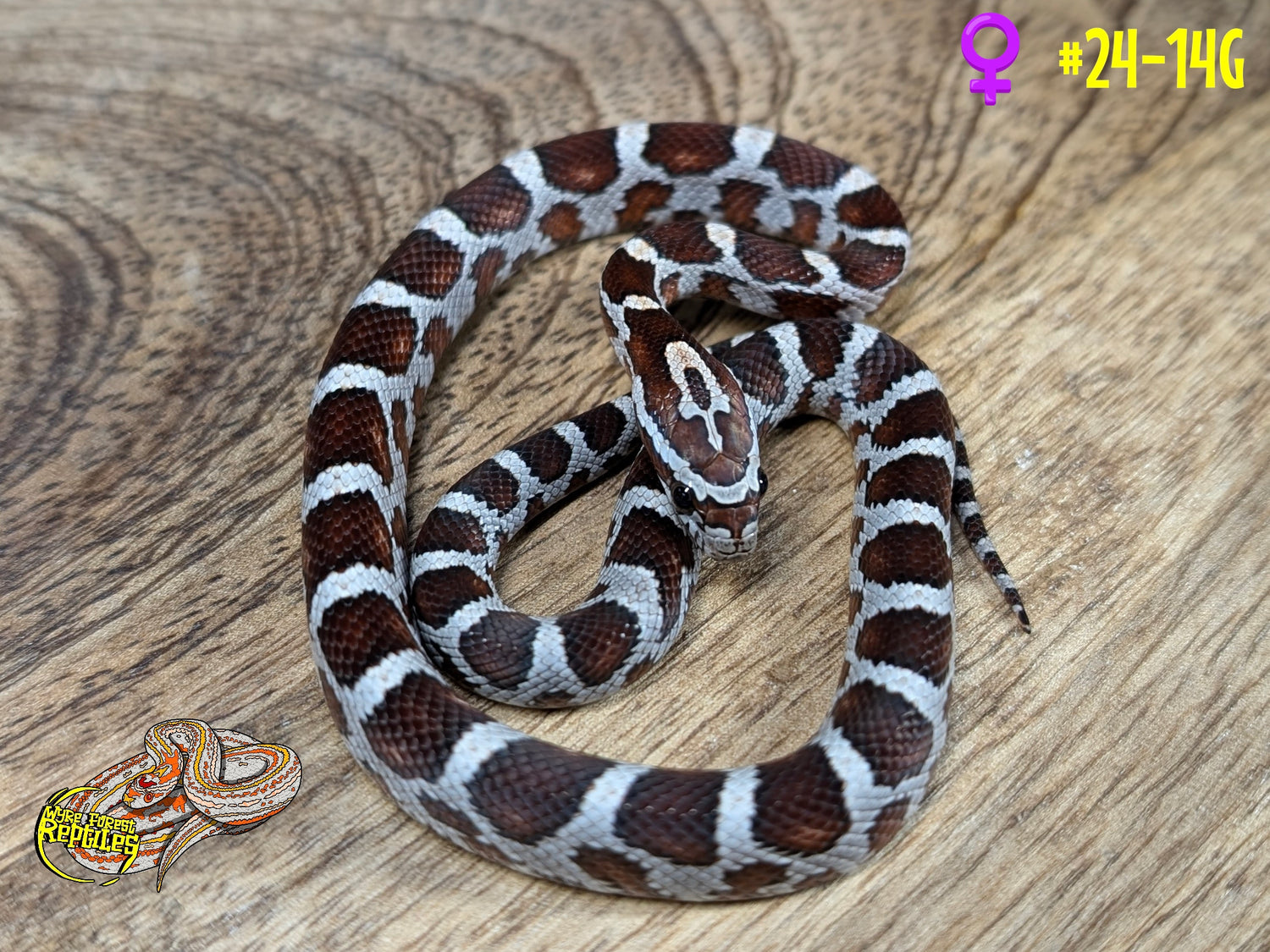 Miami Hatchlings – Wyre Forest Reptiles - Husbandry